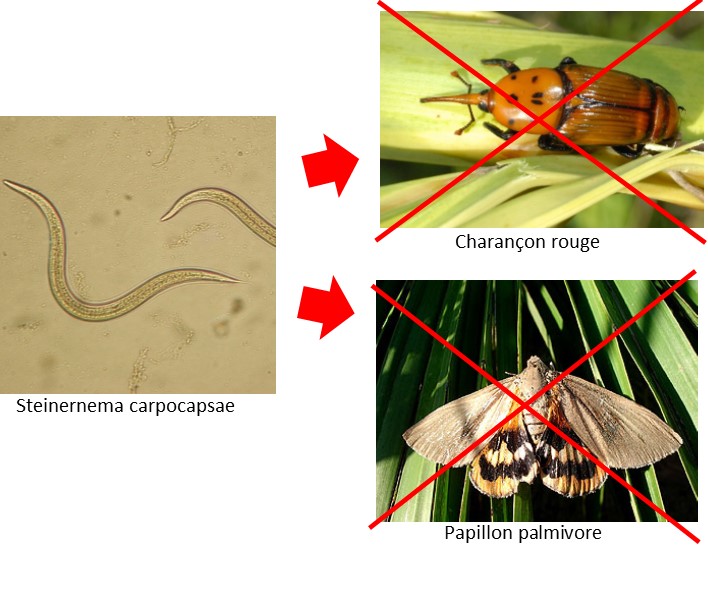 Némapalmier - Guano Diffusion